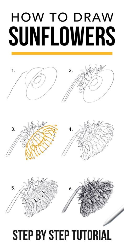 Learn To Draw A Sunflower In Procreate For Beginners Artofit