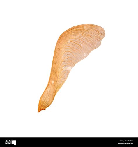 Single Samara Seed Of A Silver Or Swamp Maple Acer Saccharinum