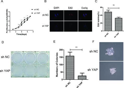 Knockdown Of Yap Inhibited Cells Proliferation A Cell Proliferation