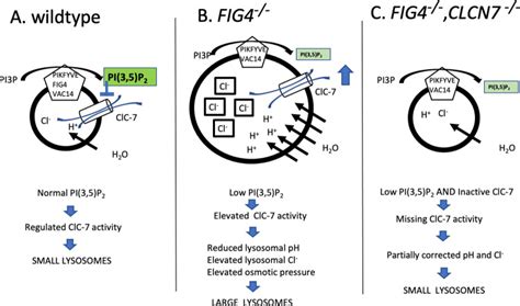 The Chloride Antiporter Clcn7 Is A Modifier Of Lysosome Dysfunction In Fig4 And Vac14 Mutants Pmc