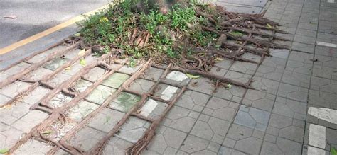 How Tree Roots Impact Foundations And Effective Mitigation Strategies