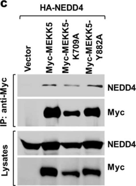 Invitrogen Goat Anti Rabbit Igg Hl Secondary Antibody Hrp 2 Ml Hrp