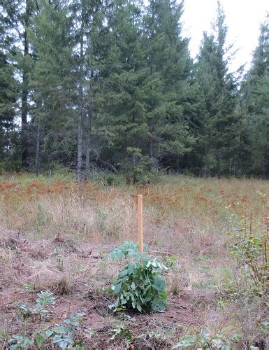 Protecting Plants From Grasshoppersmy Useful
