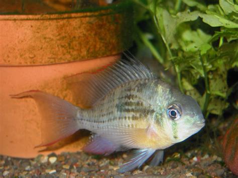 Bolivian Ram Mikrogeophagus Altispinosus Care And Breeding