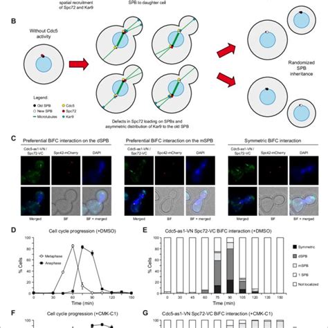 Bifc Analysis Of Cdc5 And Spc72 Interaction A B Model Depicting The