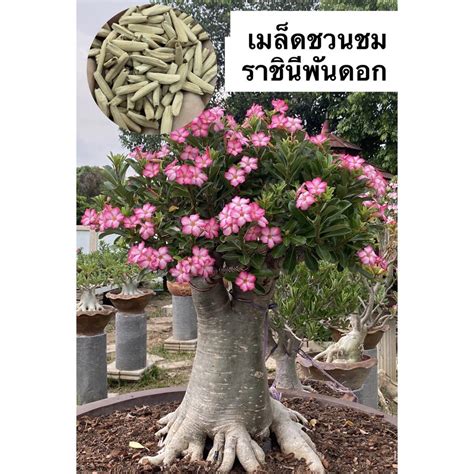 เมล็ดพันธุ์คุณภาพสูงในสต็อกในประเทศไทย พร้อมส่ง ะให้ความสนใจของคุณเมล็ดชวนชมราชินีพันดอก ชุดละ