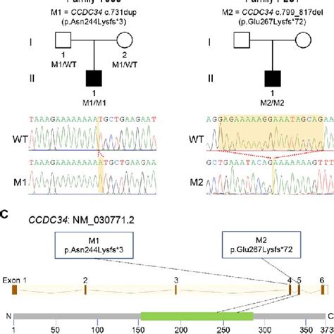 Pdf Homozygous Mutations In Ccdc34 Cause Male Infertility With