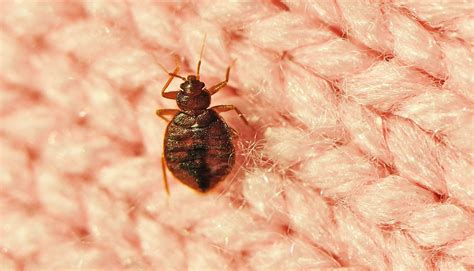 Great Facts Bed Bugs May Be The First Human Pest