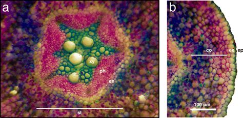 Bright Field Light Microscopy Photograph Of A Fresh Root Cross Section