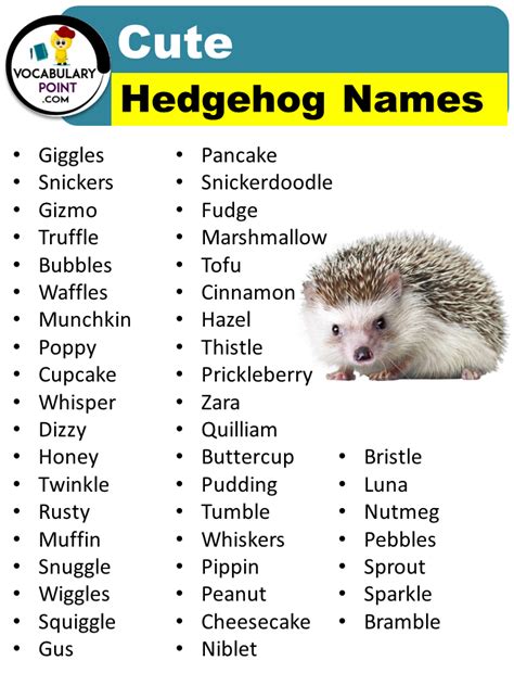 Best Hedgehog Names Cute Funny And Popular Vocabulary Point