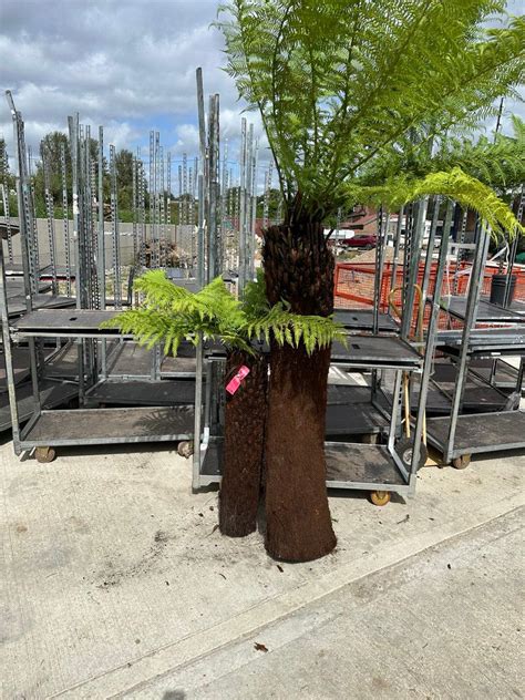 Dicksonia Antarctica Australian Tree Fern For Sale Uk Plant Pots Uk