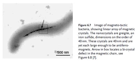 Consider The Magnetotactic Bacterium Shown In Figure