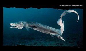 Tiburón Anguila Características Qué come Hábitat Pangea