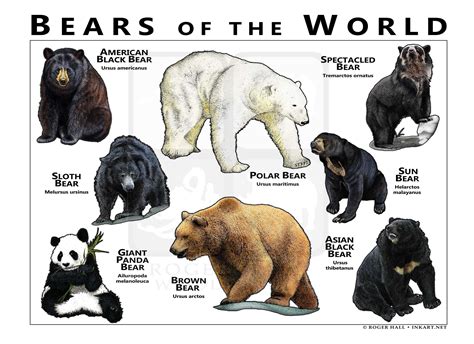 All About The Bear A Comprehensive Insight Into Its World Re Re Eight ...