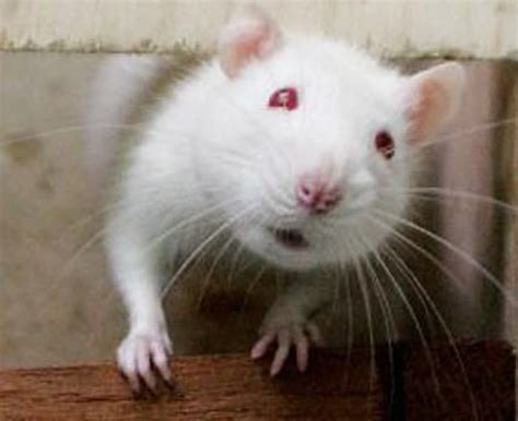 شام إف إم أطفال بريطانيا لا يعرفون شكل الفأر