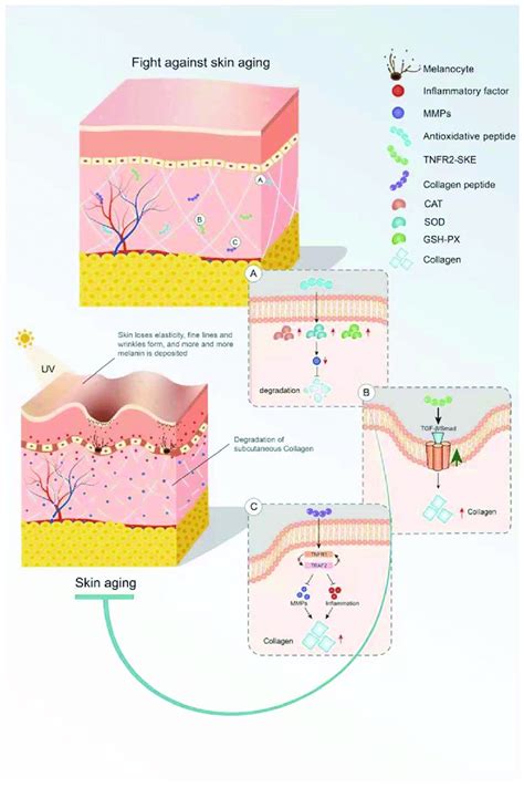 Mechanism Of Bioactive Peptides In Delaying Skin Aging A Antioxidant