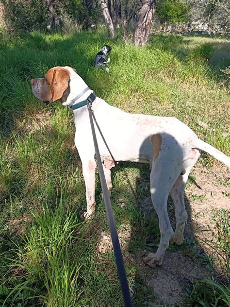 George Pointers In Need English Pointer Rescue And Rehoming