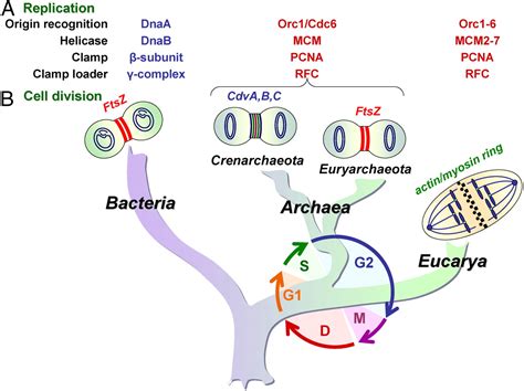 Archaeal Cells Vs Bacterial Cells