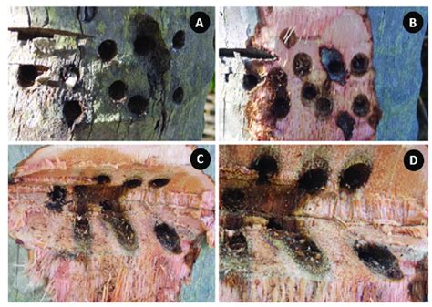Result Of Some Holes Made With The Aid Of A Hand Drill Without Applying Download Scientific