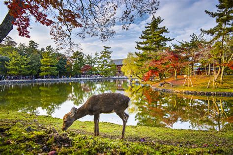 Nara Park GaijinPot Travel