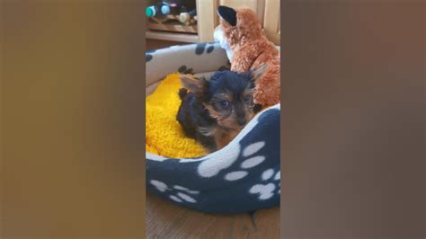 Puppy Power Youtube