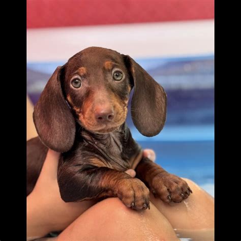 Dachshund Smooth Haired Sale Hackney Central Greater London