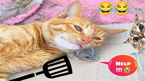 Most Funny Cat Videos 🤣😺😂try Not To Laugh 😺💥 Catvideos