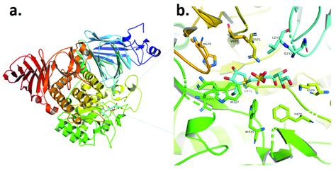 A Ribbon Diagram Of Human Nt Si Crystal Structure In Complex With