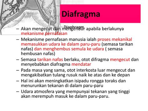 6 7 Sistem Respiratori Pptx