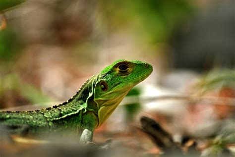 Photography Nature Macro Depth Of Field Lizards Bokeh Leaves