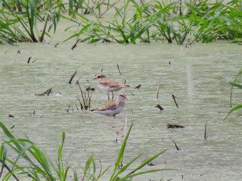 トウネン 日々鳥撮り時々虫撮り