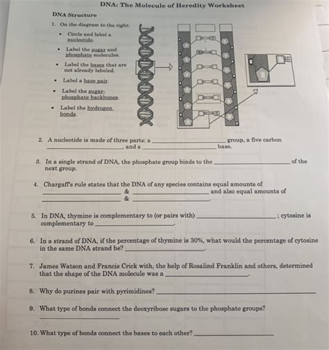 Solved DNA The Molecule Of Heredity Worksheet DNA Structure Chegg