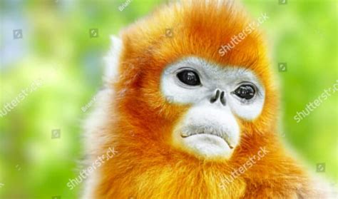 Cold Climate Adaptations Promoted Social Evolution