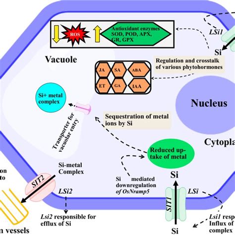 Diagram Is Displaying Si Loading And Unloading From Cell Facilitated By