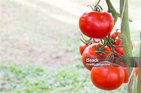 아름 다운 빨간 잘 익은 가보 토마토 성장 원 예 토마토 사진입니다 얕은 피사계 심도 0명에 대한 스톡 사진 및 기타 이미지
