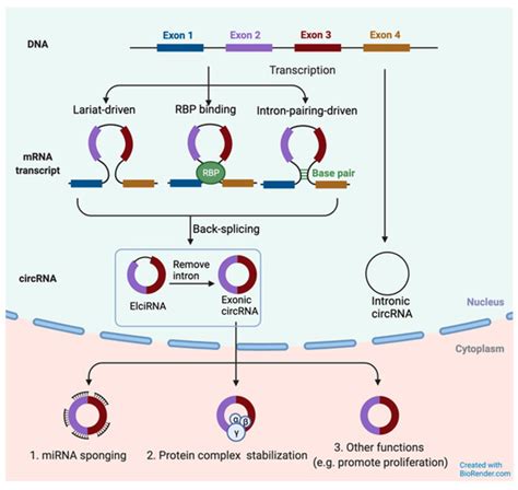 Translational Applications Of Linear And Circular Long Noncoding Rnas In Endometriosis