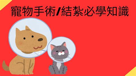寵物結紮手術照護事項 YouTube