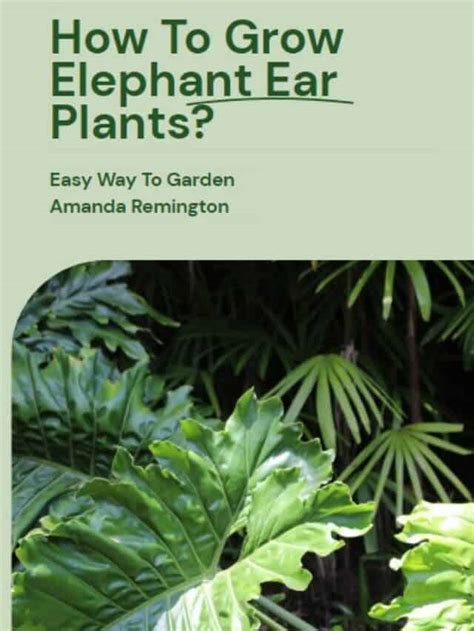 How To Grow Elephant Ear Plants Easy Way To Garden