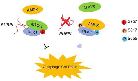 A Model Depicting That Purpl Interacts With Mtor And Ulk1 To