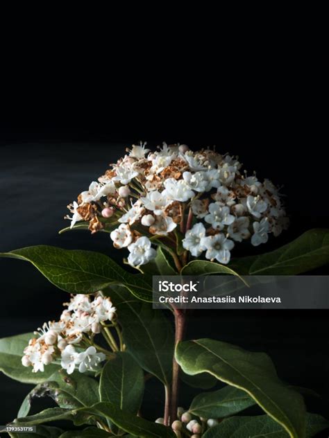 Viburnum Tinus 식물 녹색 가지에 피는 하얀 작은 꽃을 닫습니다 라이트 페인팅 라이트 트레일 세상을 얼리십시오 빛으로
