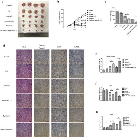 Inhibition Of Tumor Growth In Vivo By The Combination Of Apatinib And