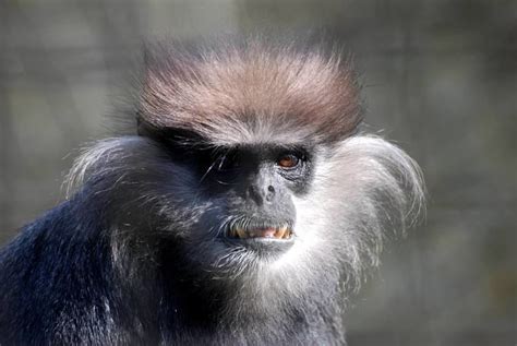 Purple Faced Langur Alchetron The Free Social Encyclopedia
