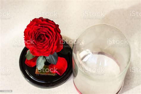 플라스크에 빨간 장미 빨간색은 흰색 표면에 플라스크에 장미 흰색 배경에 플라스크에 빨간 장미 레드 로즈 탑 뷰 0명에 대한 스톡