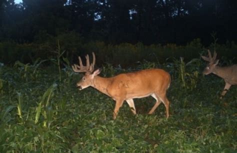The Extreme Power Of Annual Food Plots Whitetail Habitat Solutions