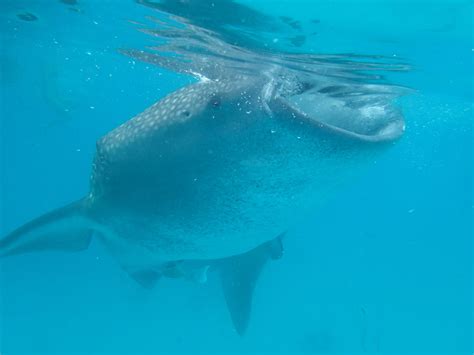 보홀데이투어 대신 다녀온 세부 오슬롭 고래상어투어 세부시티투어세부골프여행세부고래상어투어세부마지막날세부골프투어세부자유여행오슬롭고래상어투어세부해양스포츠 보홀데이투어 대신 다녀온 세부 오슬롭 고래상어투어 세부시티투어세부골프여행세부고래상어투어세부마지막날세부골프투어세부자유여행오슬롭고래상어투어세부해양스포츠
