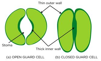 A Level Biology OCR Notes Cell Division Cell Diversity And Cell Organisation A LEVEL NOTES