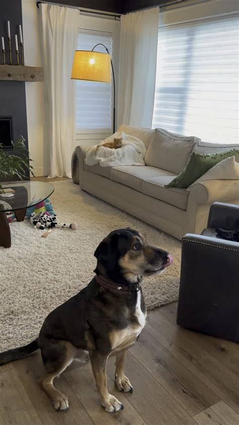 Dewey Playing With The Balloon Rrarepuppers
