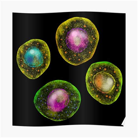 Colorful Stem Cells Poster By Osher Bioart Redbubble