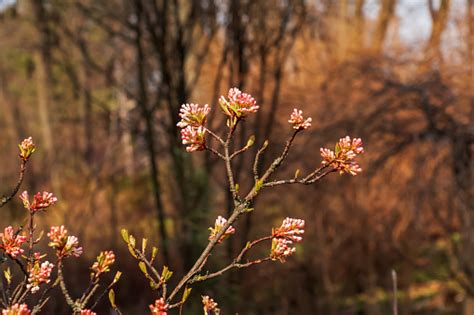 Viburnum 향기로운 흰색 꽃과 분홍색 꽃 봉오리의 클러스터 꽃이 피는 가막살 나무속 Farreri 클로즈업은 흐릿한