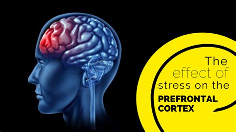 The Effect Of Stress On The Prefrontal Cortex — Eastern Bay